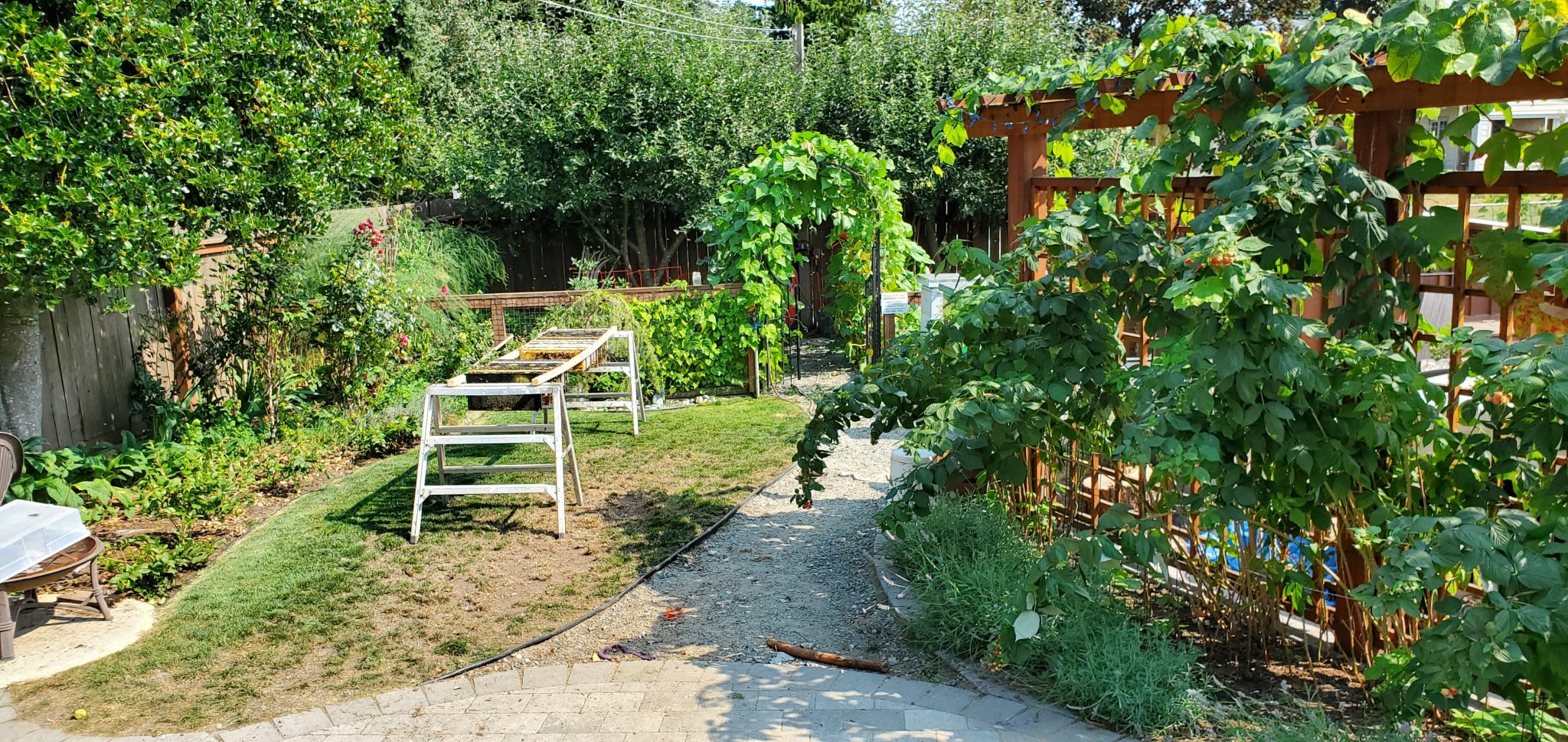 The Urban Chickens of Vancouver Island - Backyard Poultry
